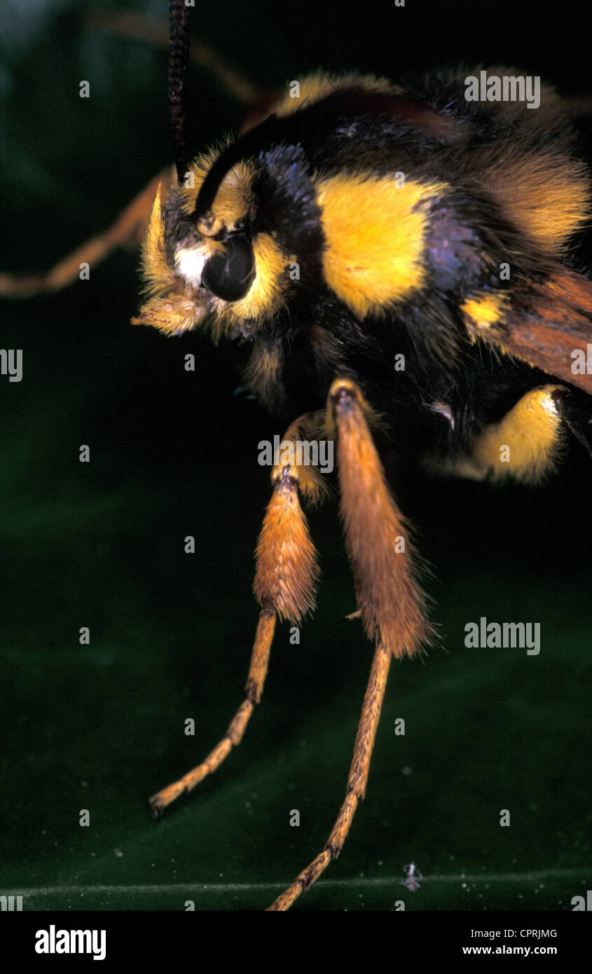 Hornet moth (Sesia apiformis) on ivy Stock Photo - Alamy