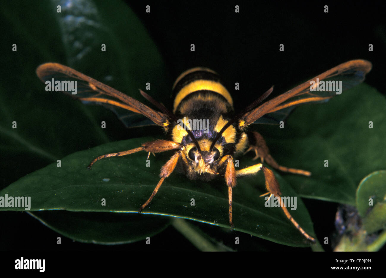 Hornet moth hi-res stock photography and images - Alamy
