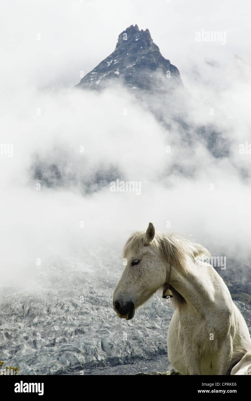 A horse stands on a hill in Langtang Valley, Nepal. The peak is 4773 m ...