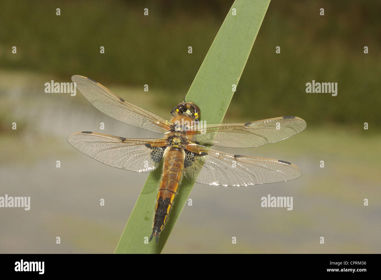 Four Spotted Chaser Dragonfly Stock Photo - Alamy