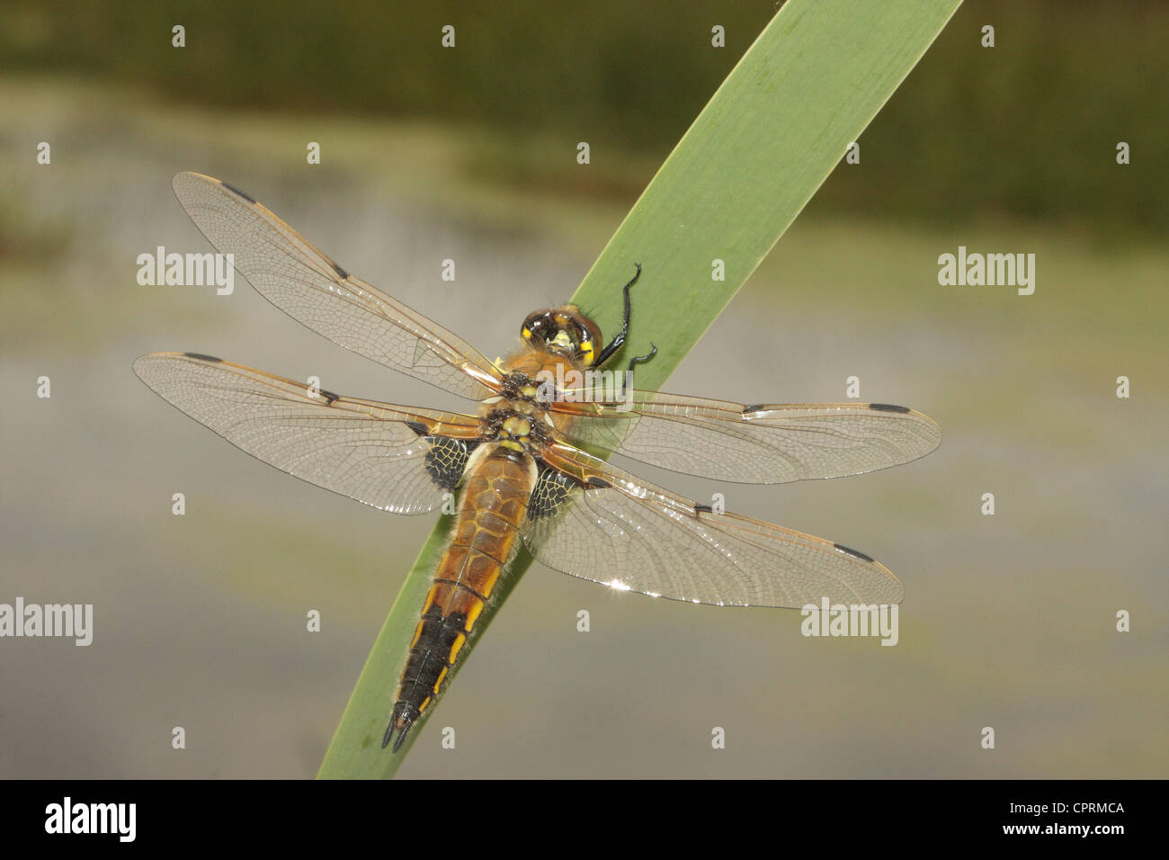 Four Spotted Chaser Dragonfly Stock Photo - Alamy