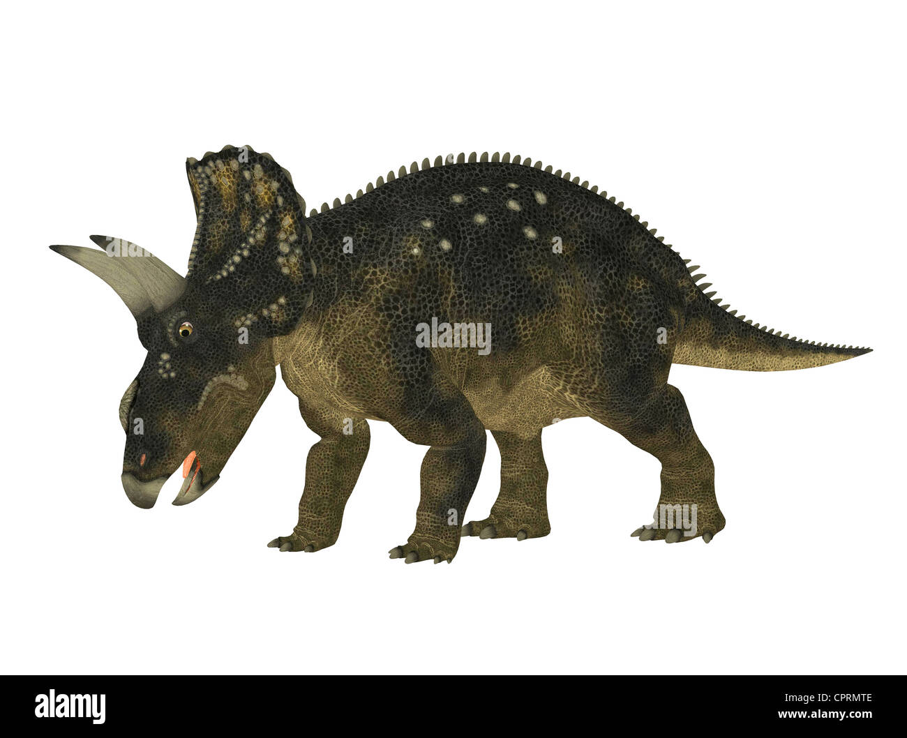 Illustration of a Nedoceratops (dinosaur species formerly known as ...