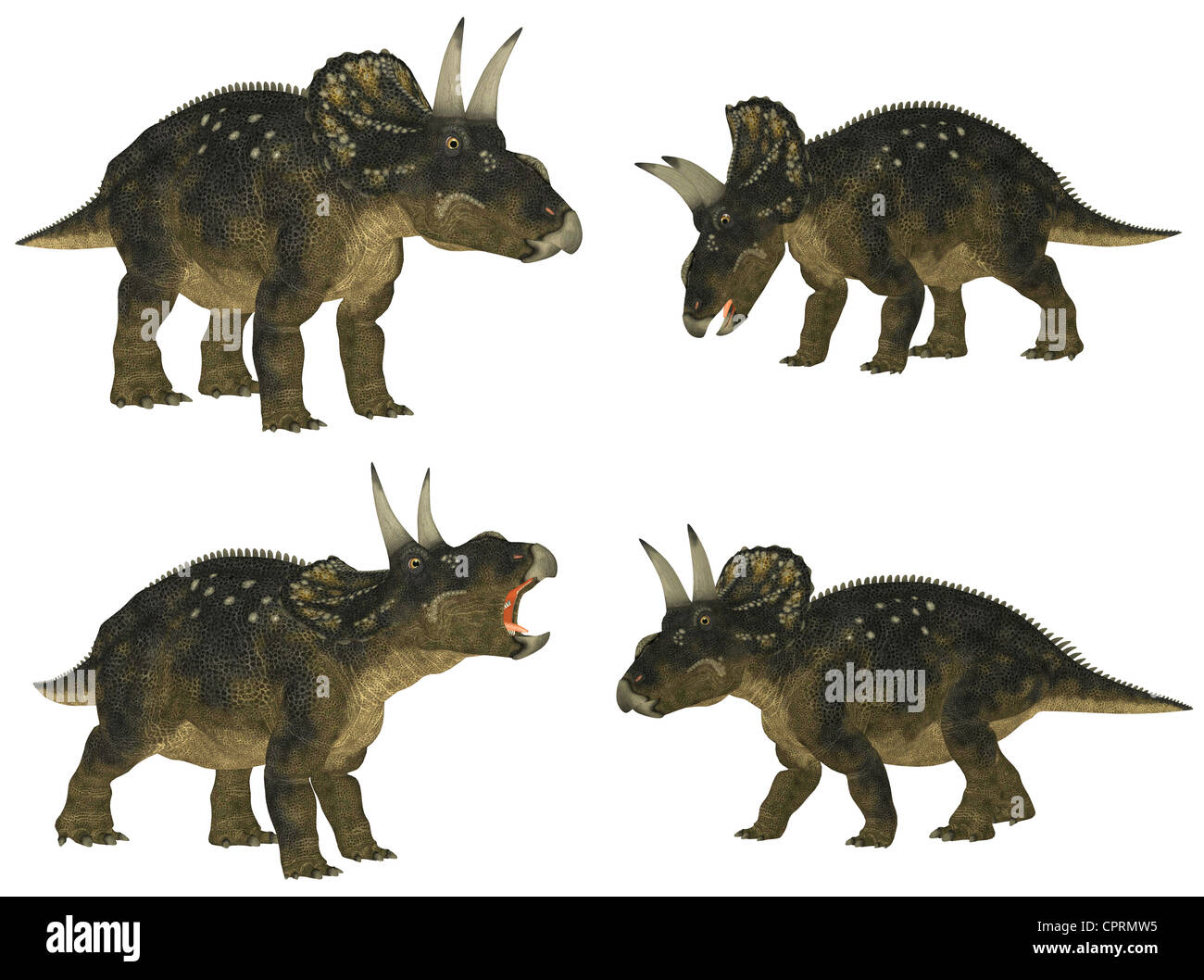 Torosaurus Triceratops Comparison