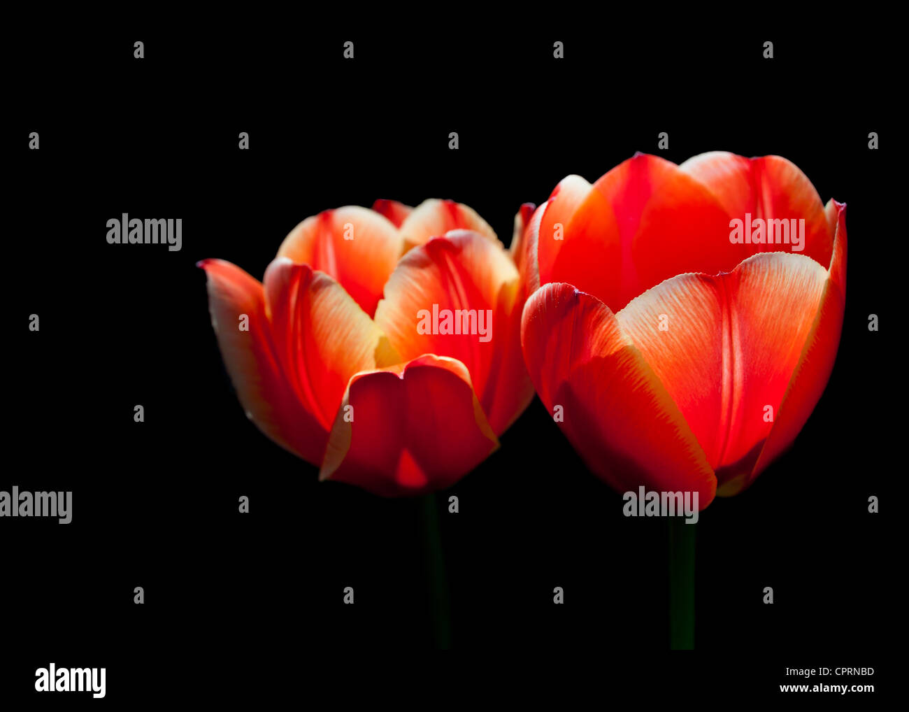 Stylized tulip pattern hi-res stock photography and images - Alamy