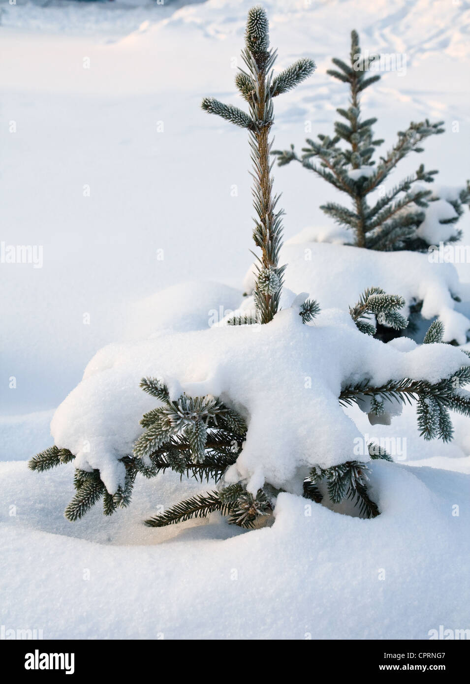 Small firs under snow cower Stock Photo - Alamy