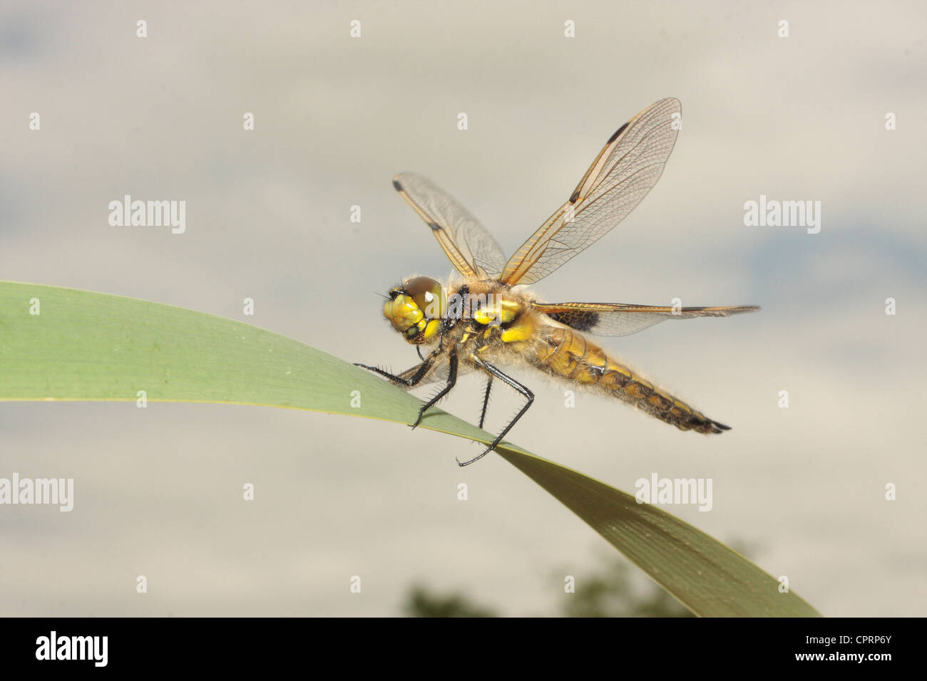 Four Spotted Chaser Dragonfly Stock Photo - Alamy