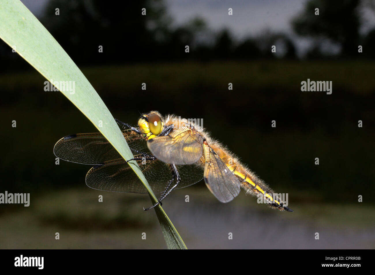 Four Spotted Chaser Dragonfly Stock Photo - Alamy