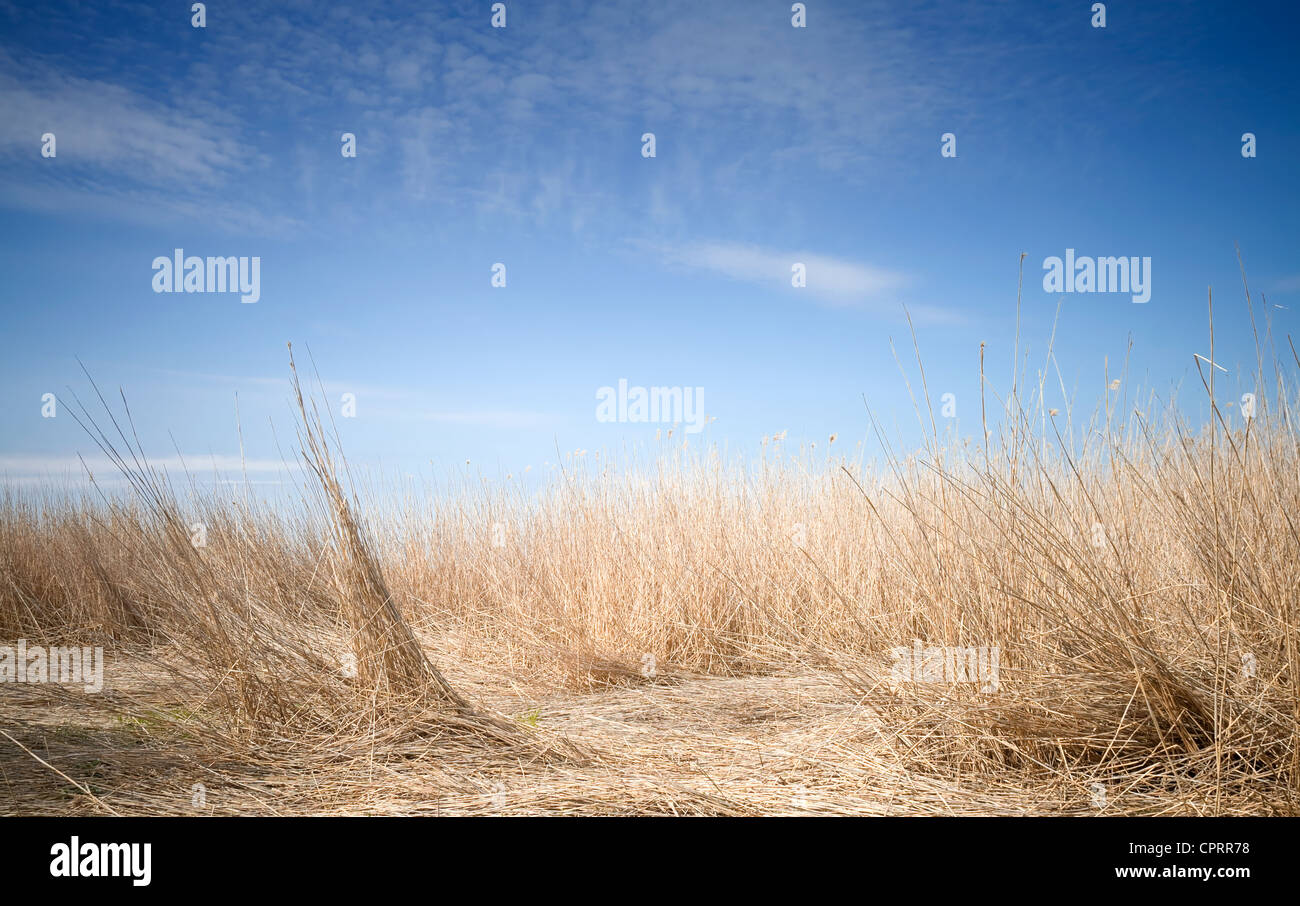 Uncommon fantastic landscape with deep blue sky and coastal dry reed ...