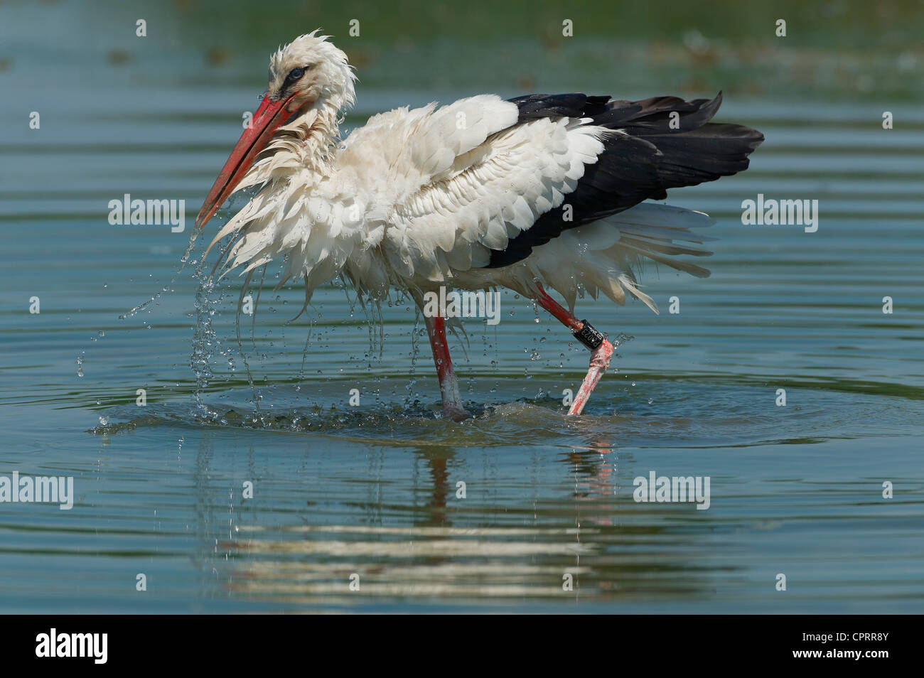 a White Stork taking a bath Stock Photo - Alamy