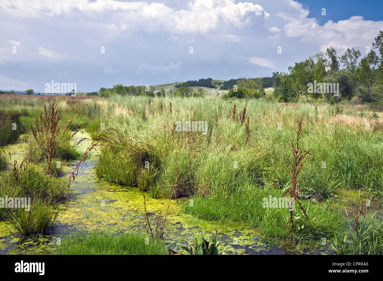 Summer march landscape Stock Photo - Alamy