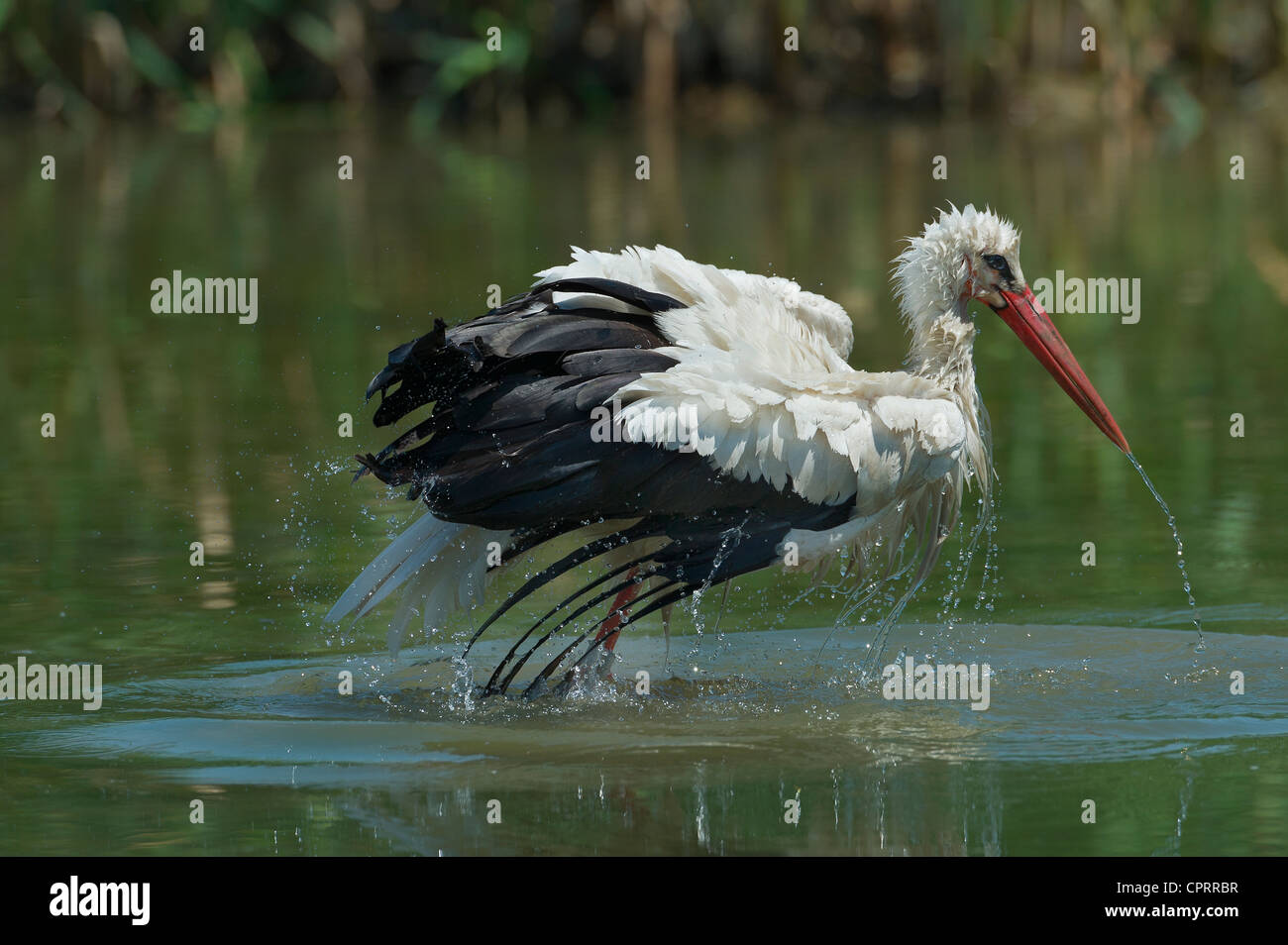 a White Stork taking a bath Stock Photo - Alamy