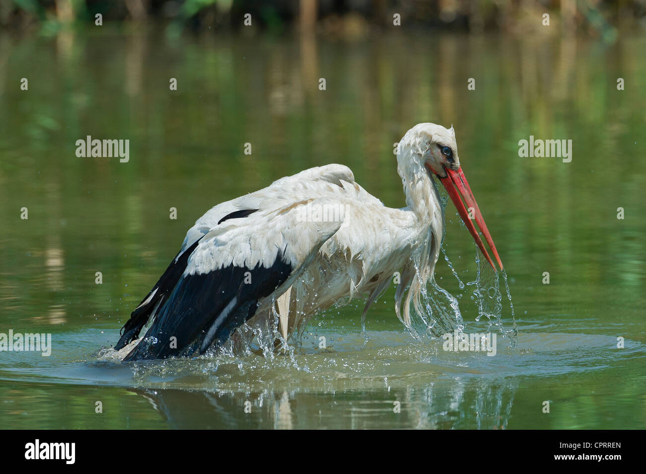 a White Stork taking a bath Stock Photo - Alamy
