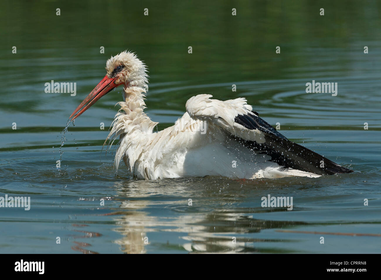 a White Stork taking a bath Stock Photo - Alamy