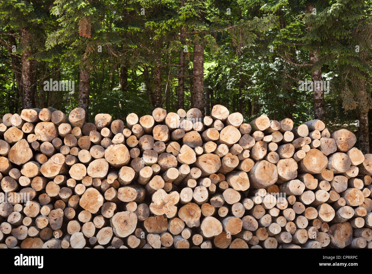 Logs, Bosco di Stilo, Calabria, Italy Stock Photo - Alamy