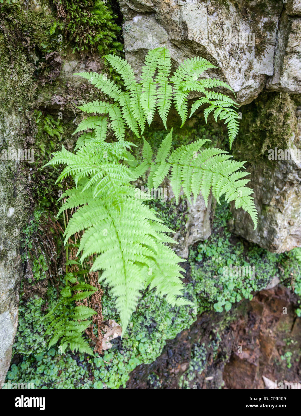 Limestone Fern growing in a cliff face Stock Photo - Alamy