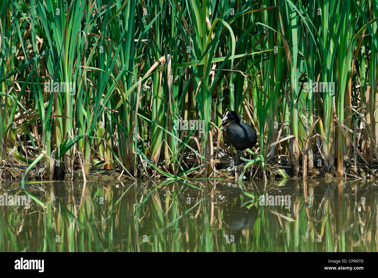 a nesting Coot among the fen-reeds Stock Photo - Alamy