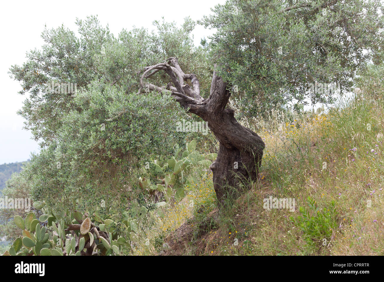 Olive tree, Olea europaea, near Stilo, Calabria, Italy Stock Photo - Alamy