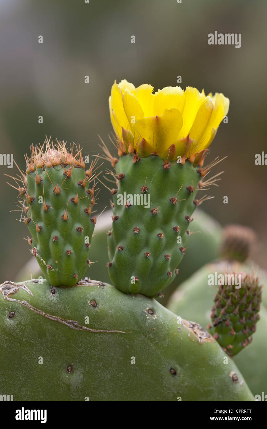 Opuntia species hi-res stock photography and images - Alamy
