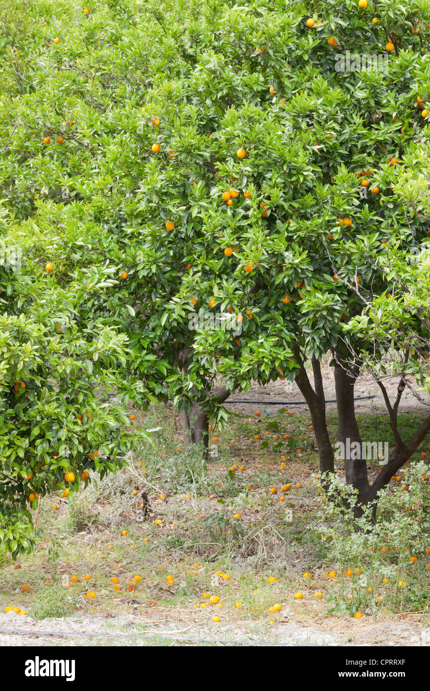 Orange tree, Stilo, Calabria, Italy Stock Photo - Alamy