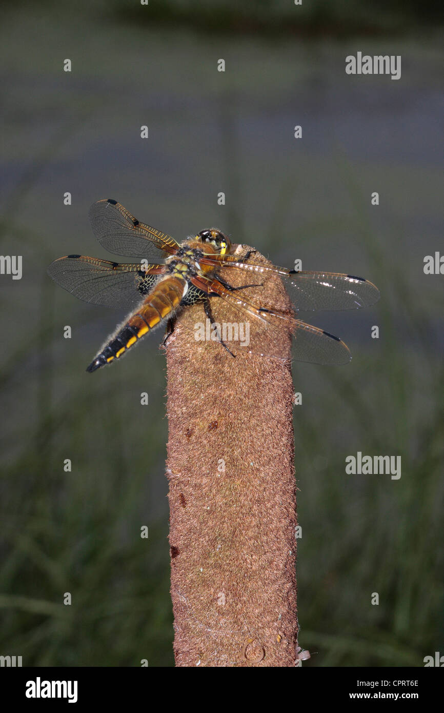 Four Spotted Chaser Dragonfly Stock Photo - Alamy