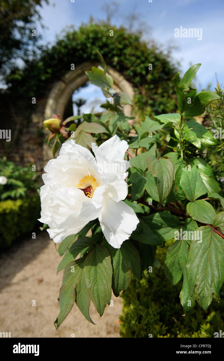 Tree peonies hi-res stock photography and images - Alamy