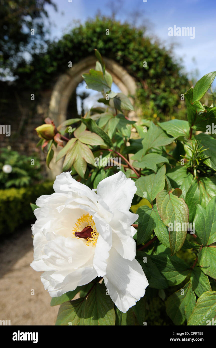 Tree peonies hi-res stock photography and images - Alamy