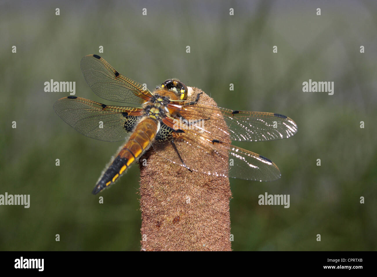 Four Spotted Chaser Dragonfly Stock Photo - Alamy