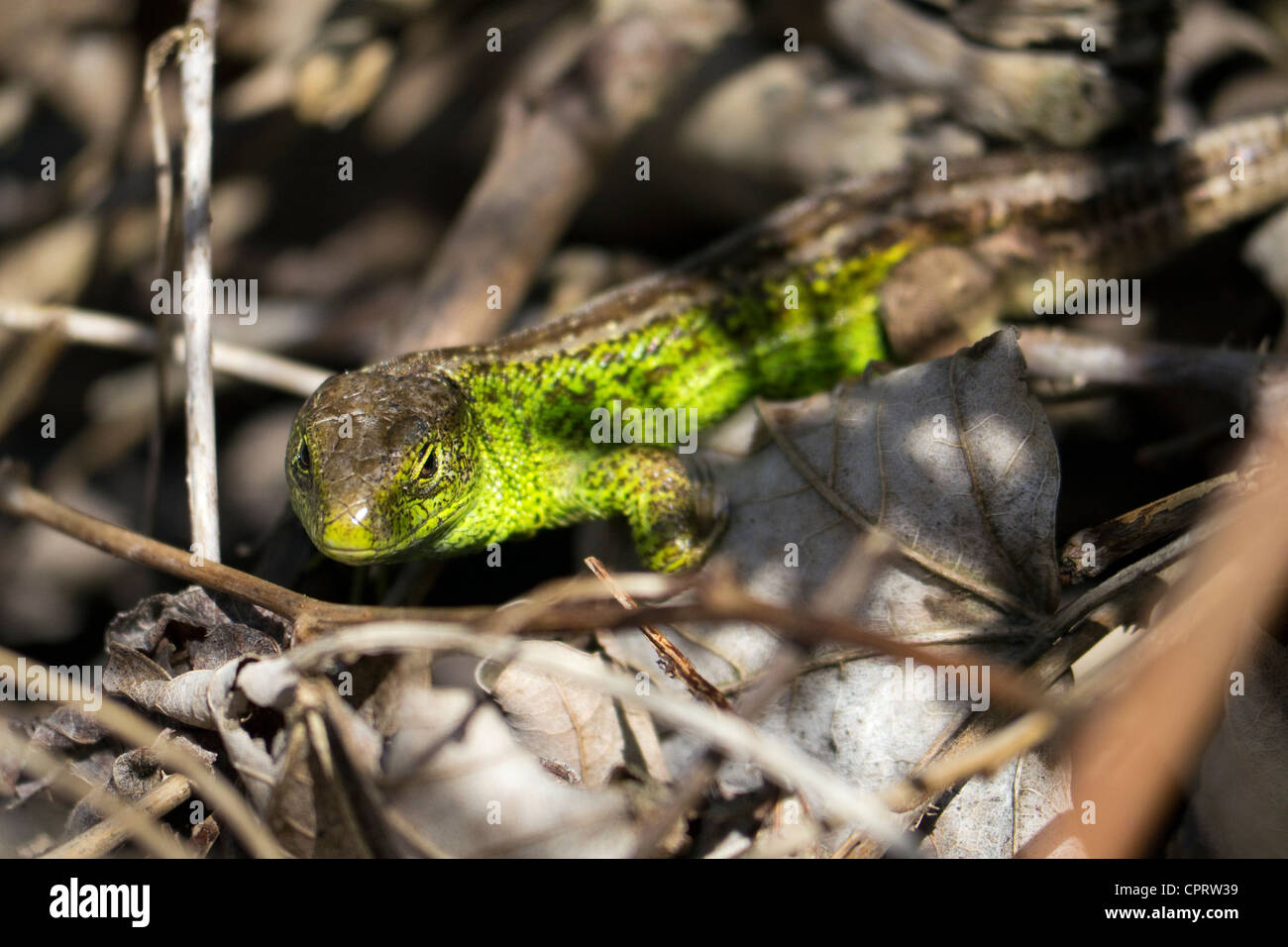 green sand lizard in dry foliage Stock Photo - Alamy