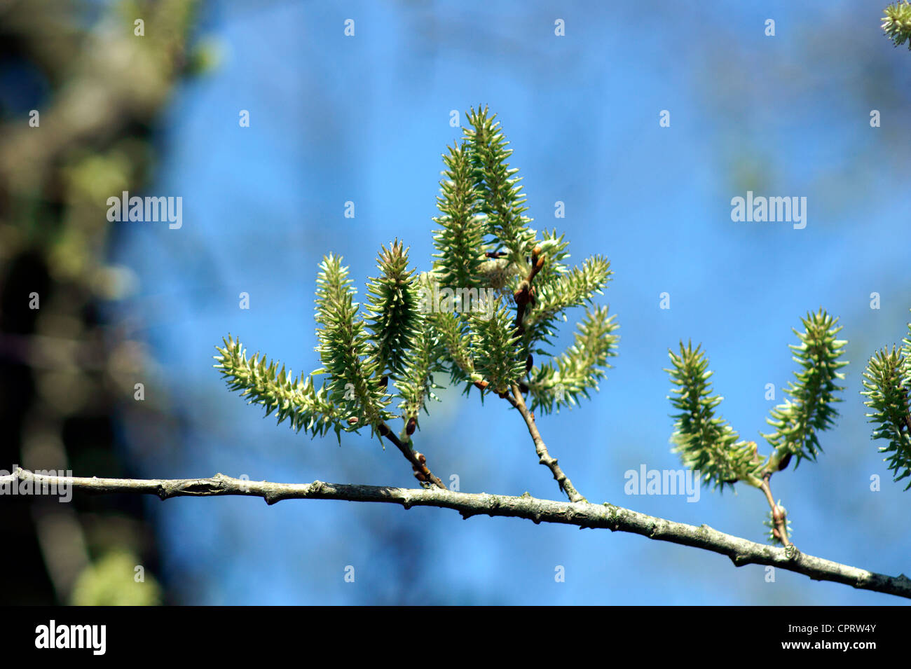 Pretty tree sap hi-res stock photography and images - Alamy