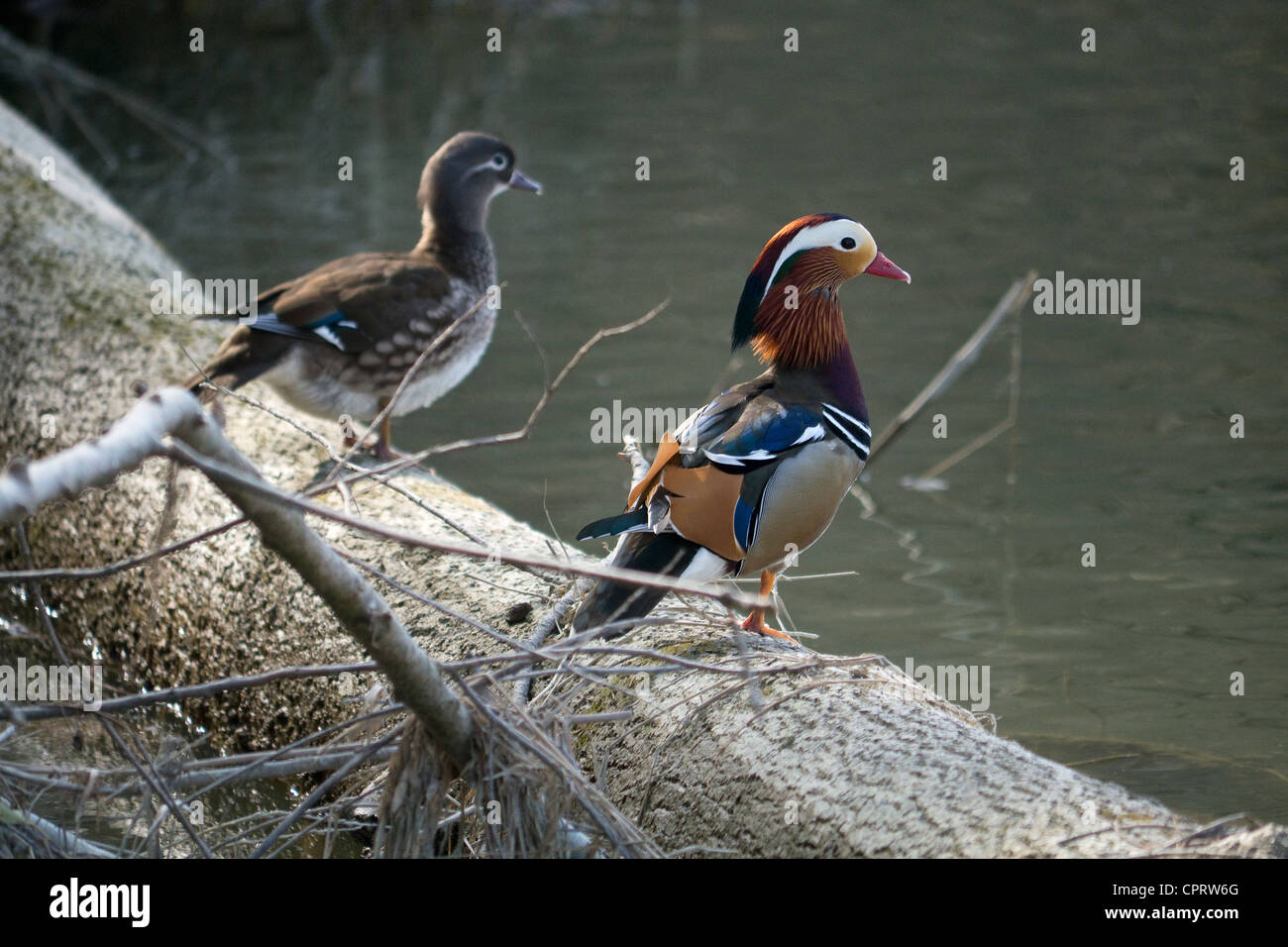 male and female Mandarin duck on trunk in the water Stock Photo - Alamy