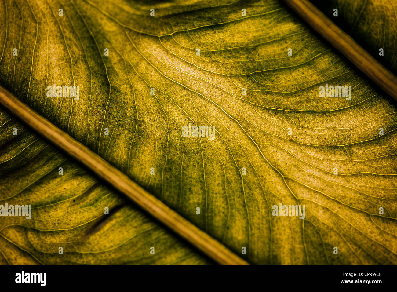 leaf, veins, closeup Stock Photo - Alamy