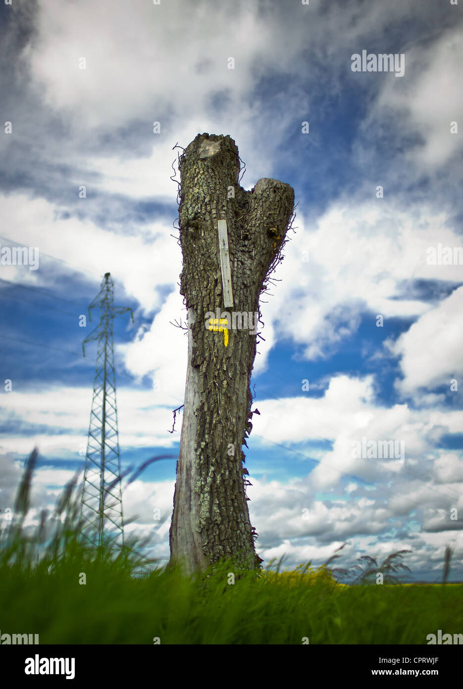 The dead tree, The dead tree and utility pole Stock Photo - Alamy