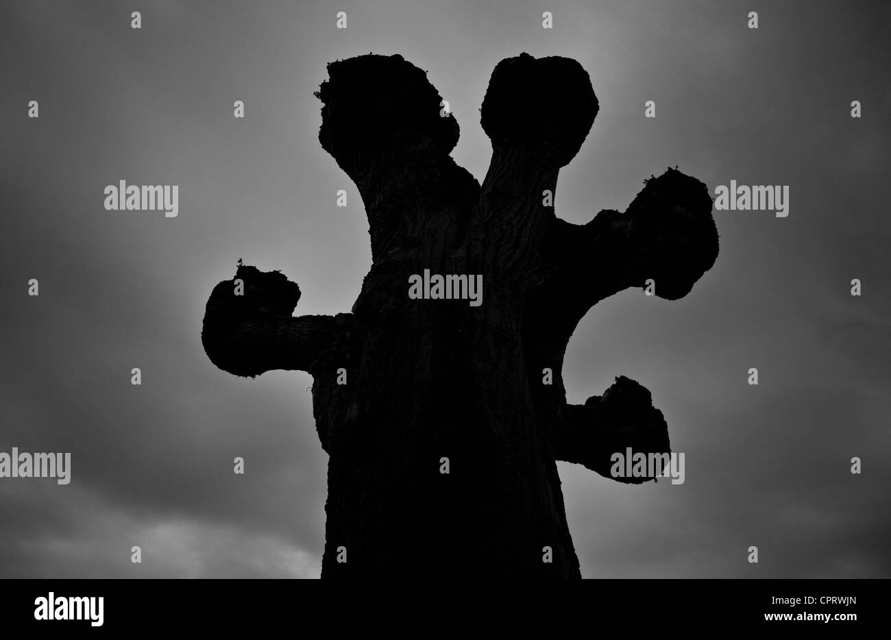 Burgundy tree in Spring, The lime cut into "cat's head" (french pruning ...