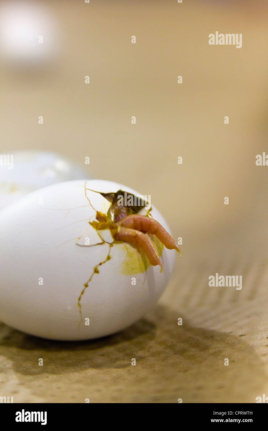 Chicken Egg Hatch High Resolution Stock Photography and Images - Alamy
