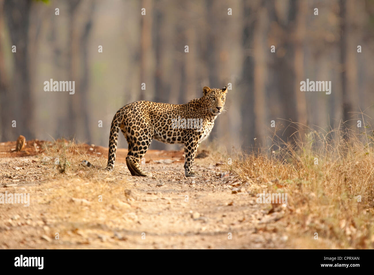 Male Leopard stood on a track in the dry forests of Karnataka Stock ...