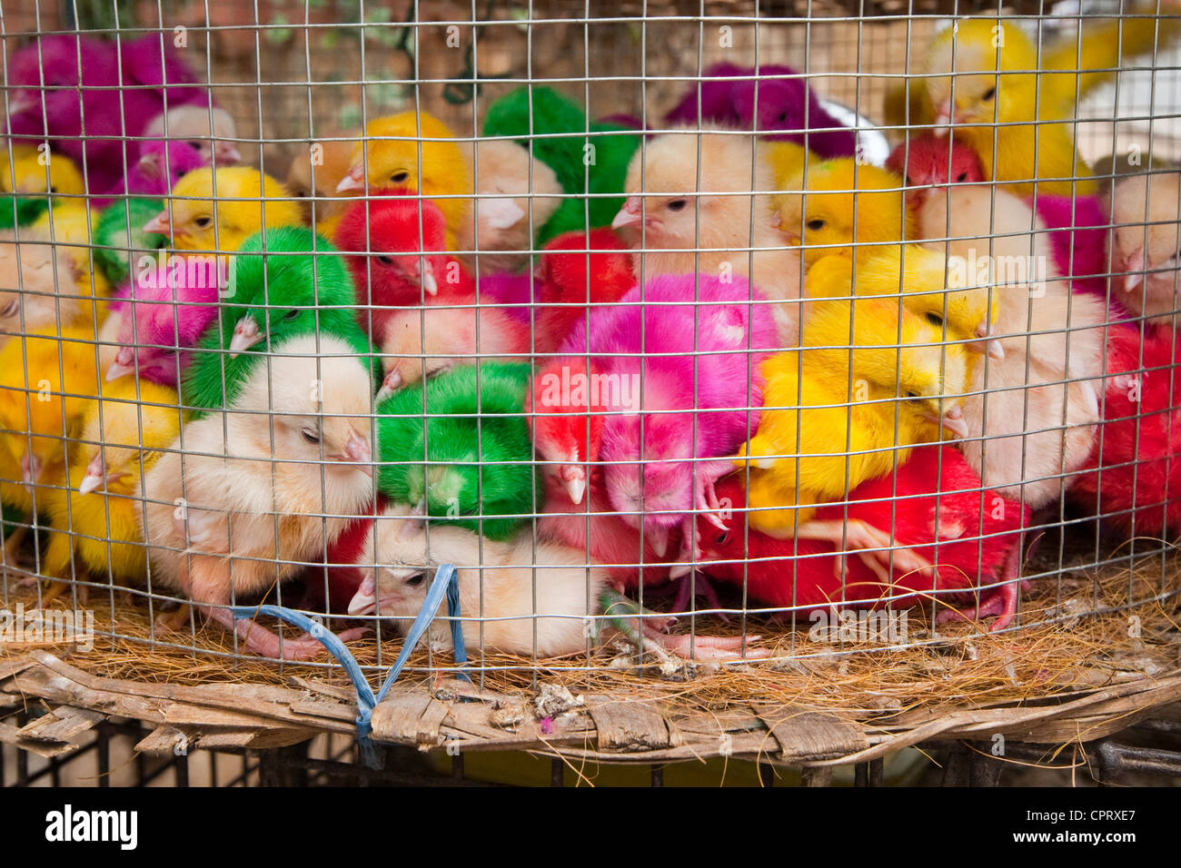 Multi colored chicks in a mesh basket Stock Photo - Alamy