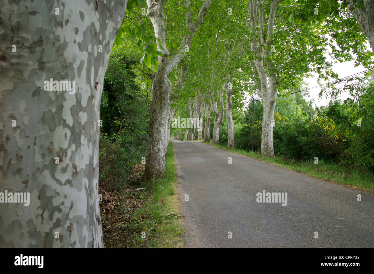 Plane trees france hi-res stock photography and images - Alamy
