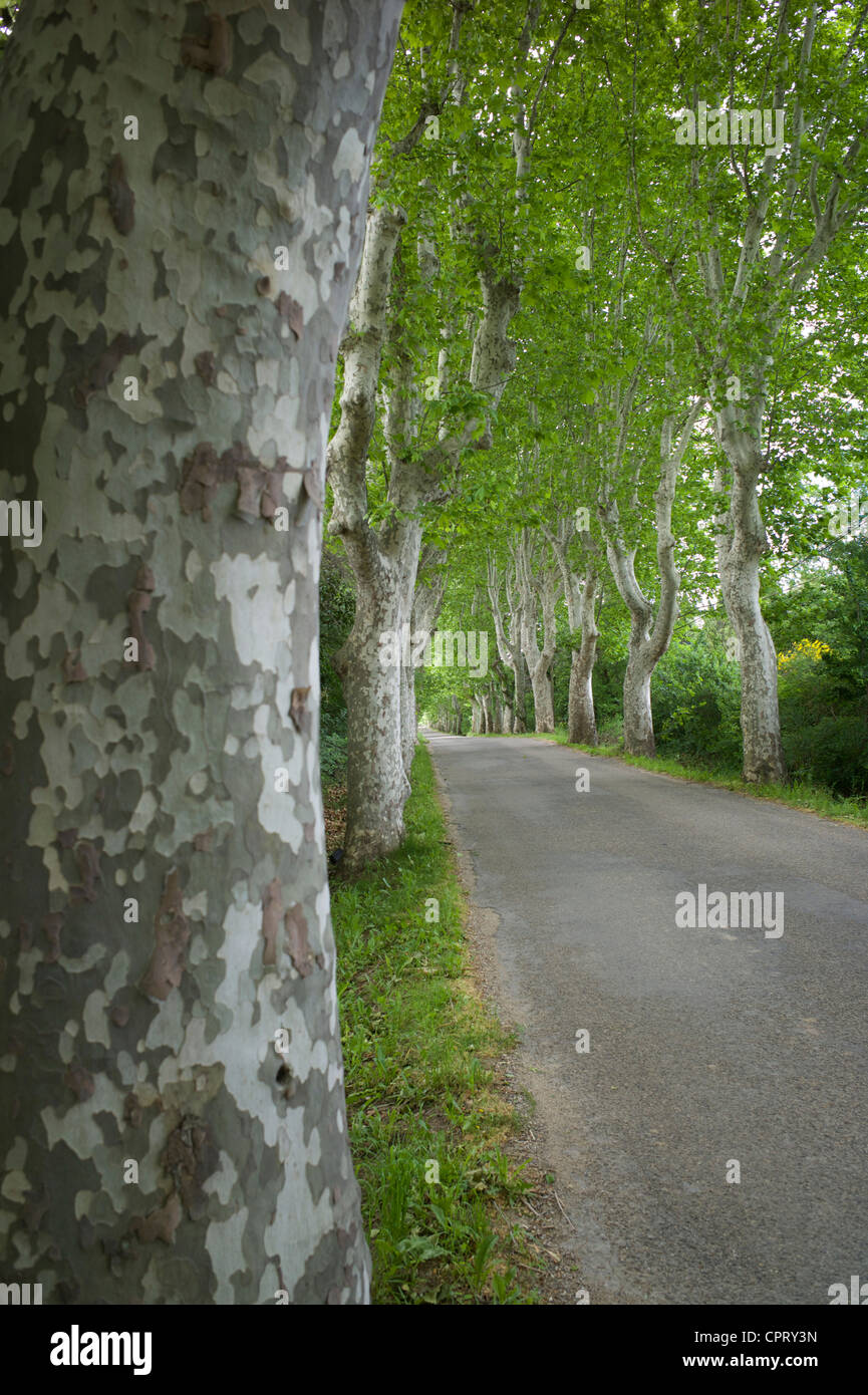 Plane trees provence hi-res stock photography and images - Alamy