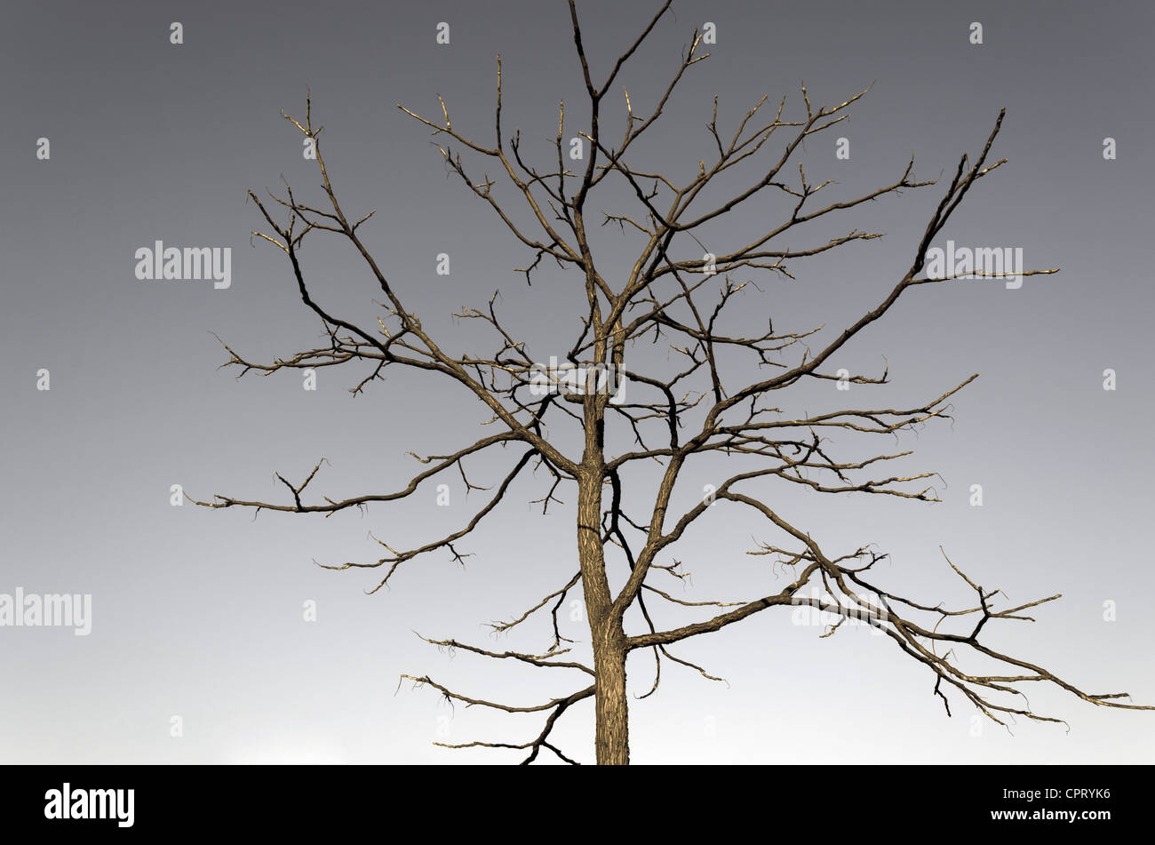 Leafless winter tree Stock Photo - Alamy