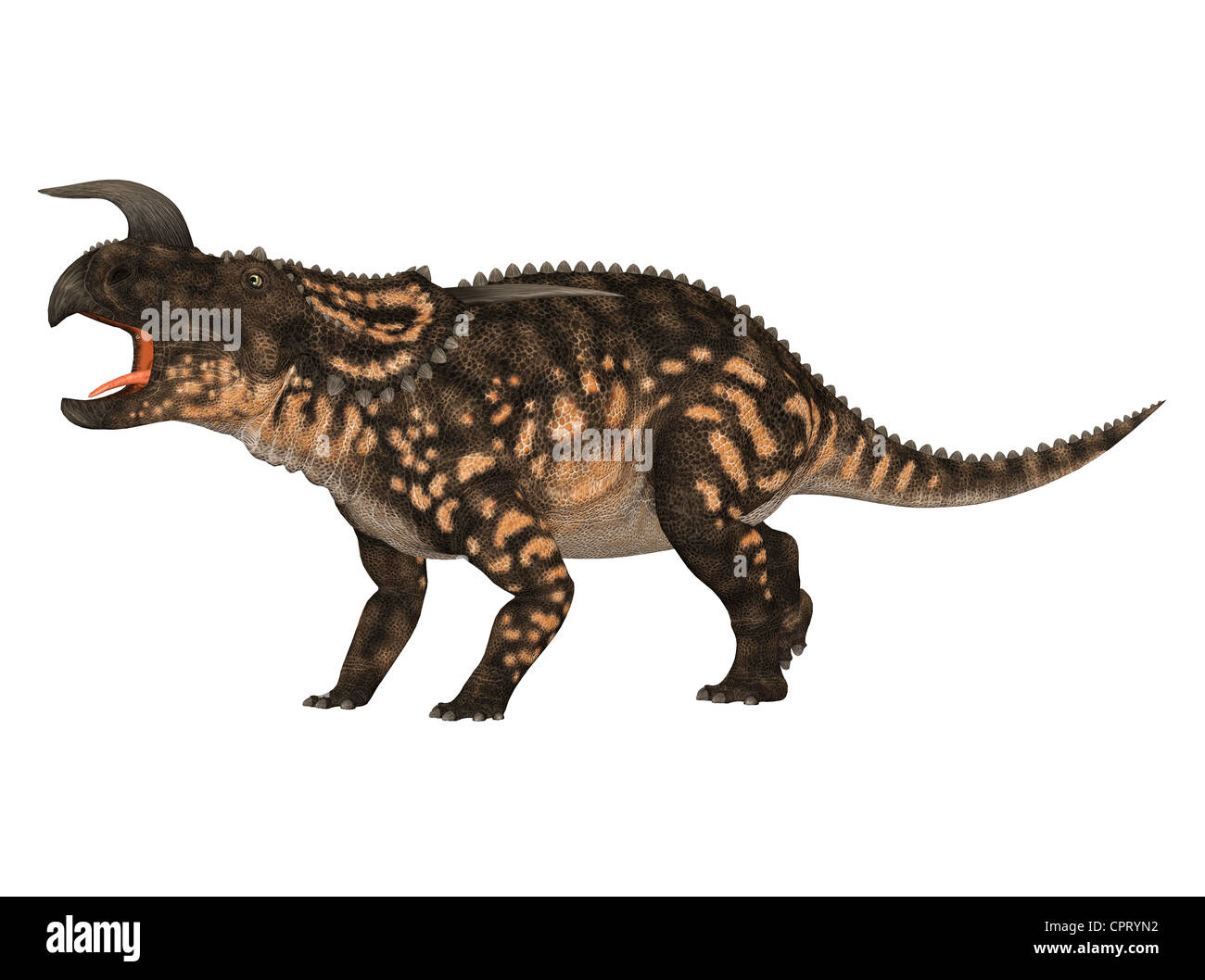 Illustration of a Einiosaurus (dinosaur species) isolated on a white ...