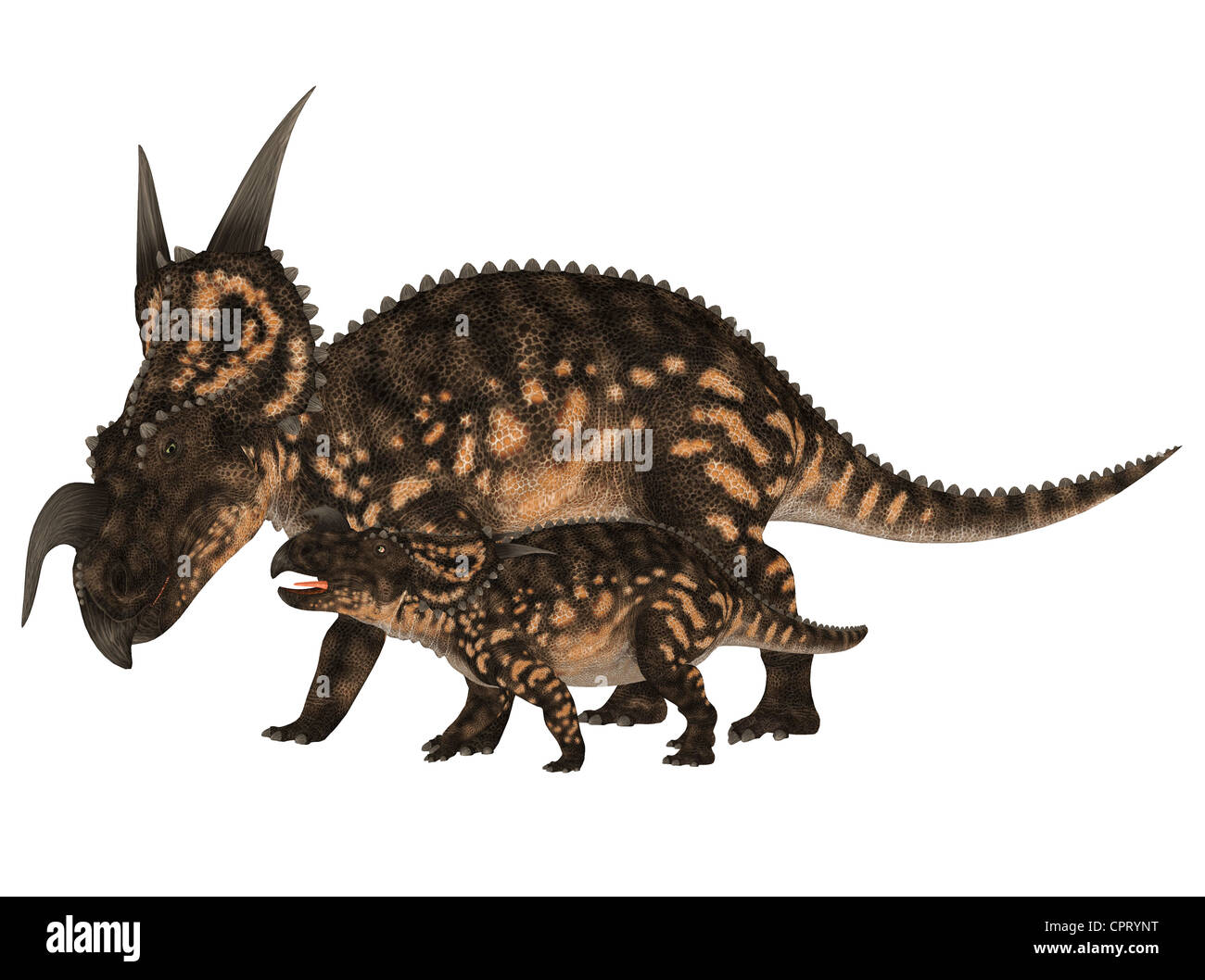 Illustration of an adult and a young Einiosaurus (dinosaur species ...