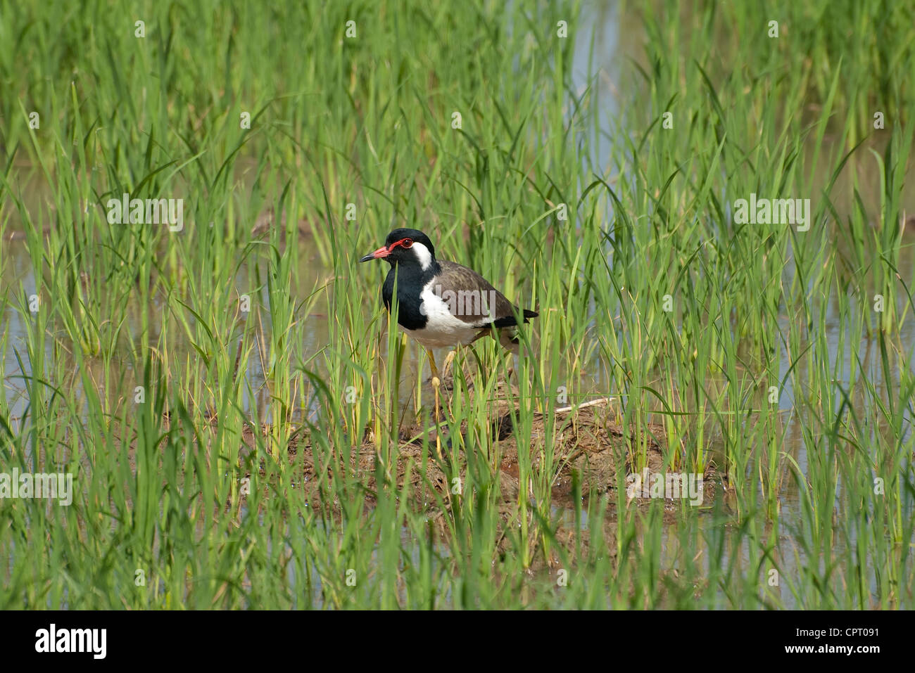 Lapwing At Rest High Resolution Stock Photography and Images - Alamy