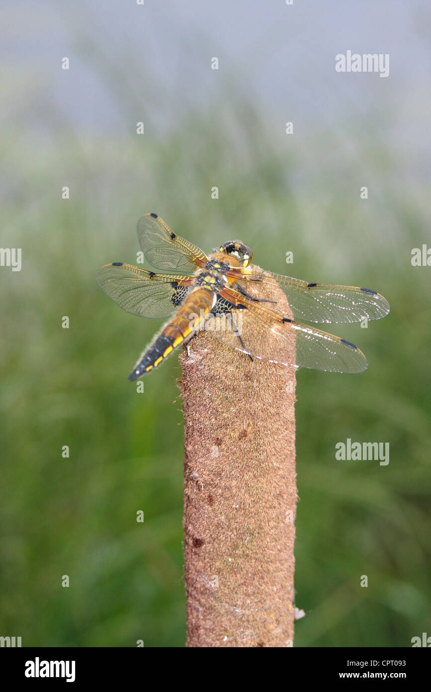 Four Spotted Chaser Dragonfly Stock Photo - Alamy