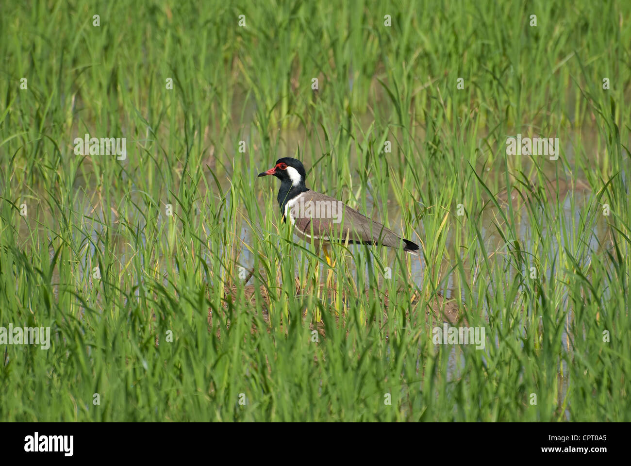 Lapwing at rest hi-res stock photography and images - Alamy