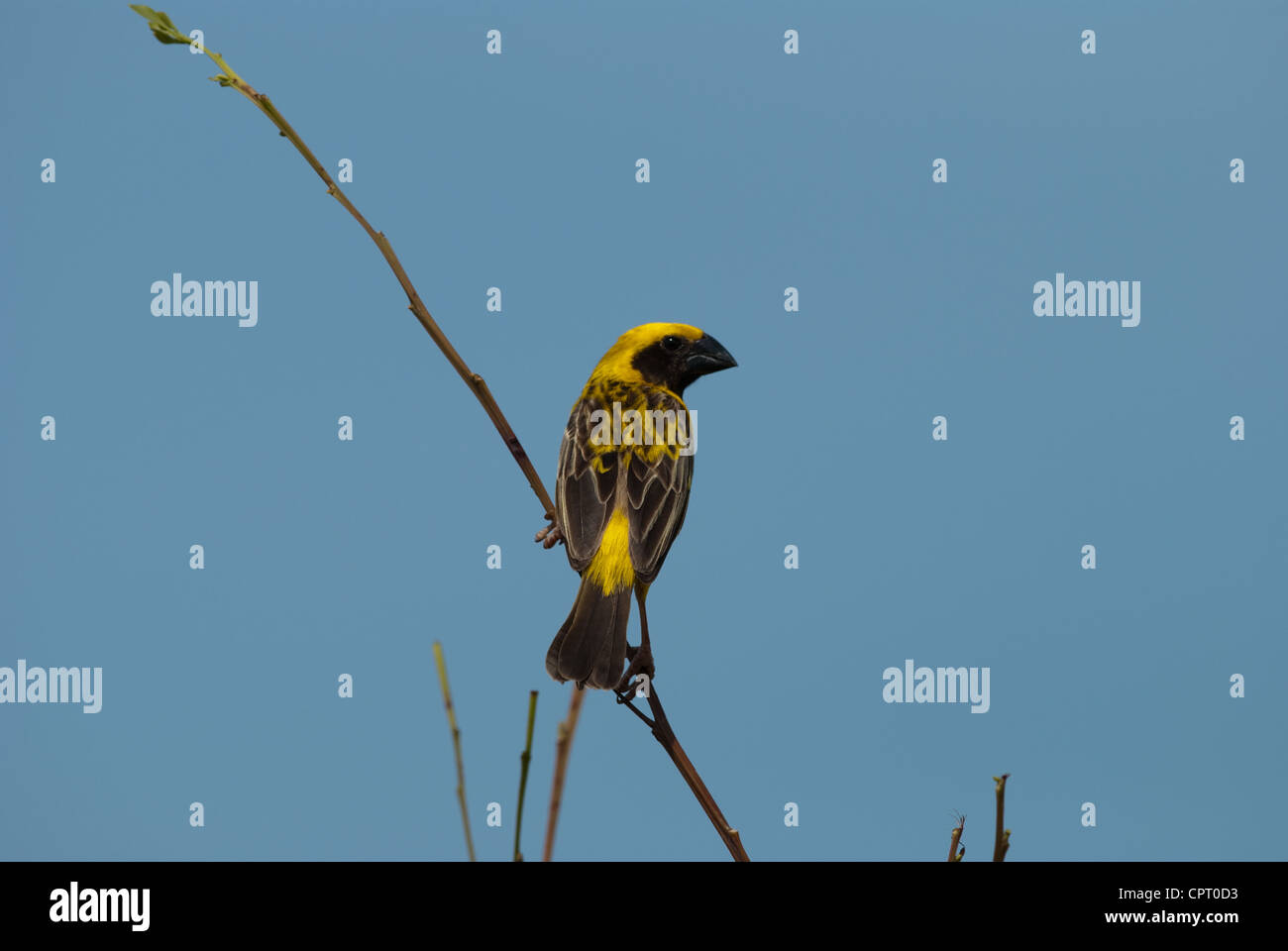 Golden weaver hi-res stock photography and images - Alamy