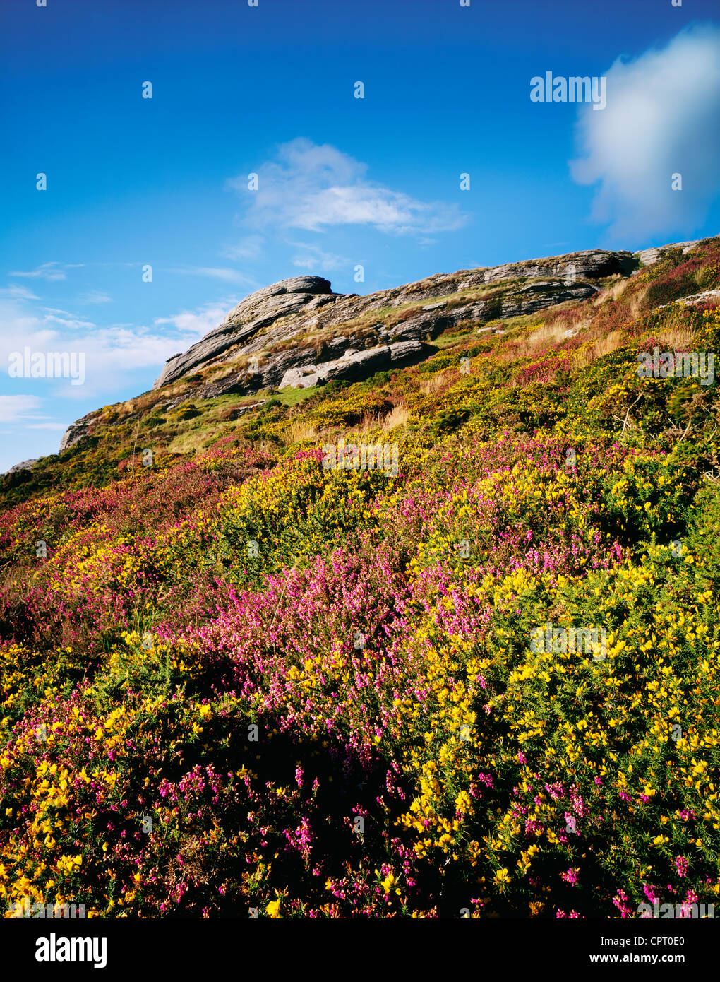 Heather and Gorse on the side of Haytor Rocks in Dartmoor National Park ...