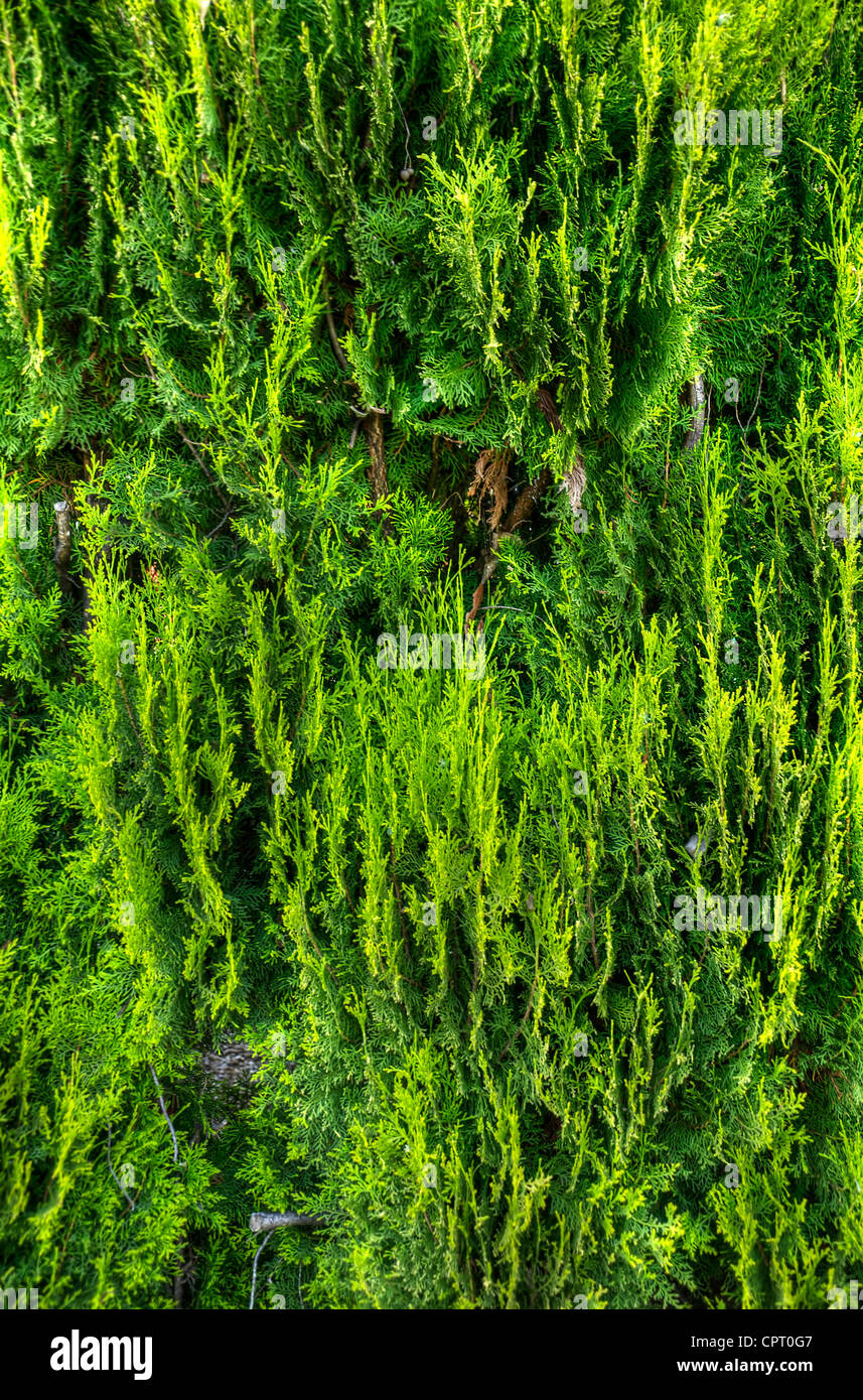 HDR texture of pine tree Stock Photo - Alamy