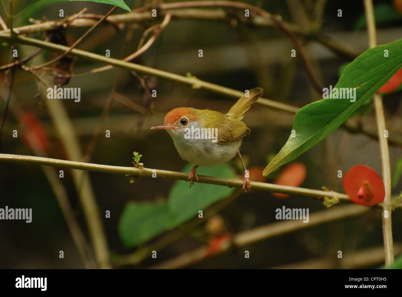Tailorbird hi-res stock photography and images - Alamy