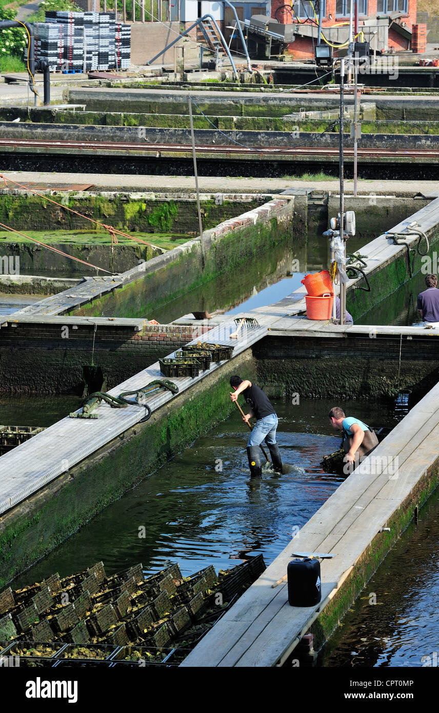Oyster cultivation in tanks hi-res stock photography and images - Alamy