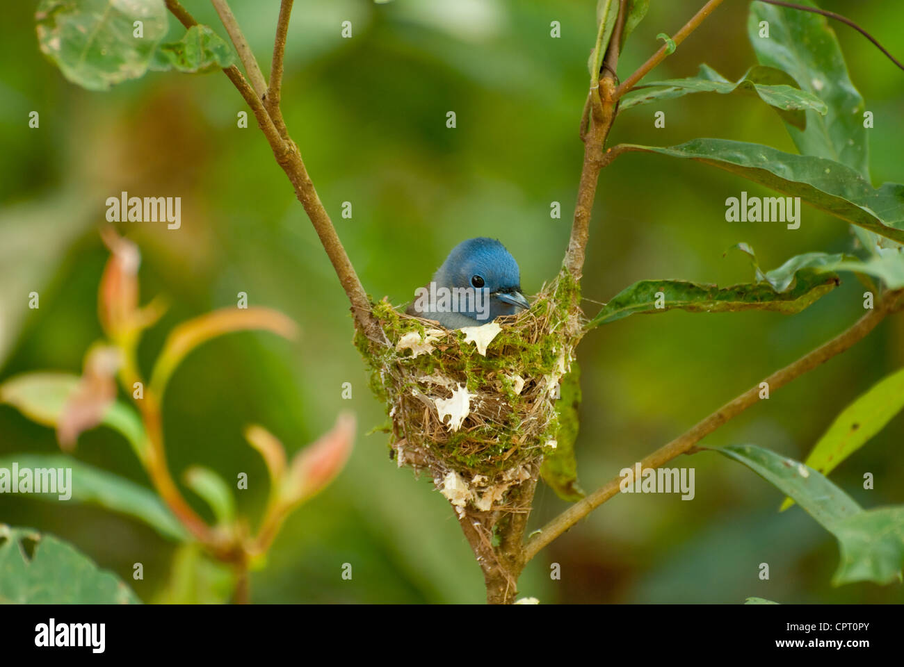 beautiful female black-nape monarch (Hypothymis azurea) hatching her ...